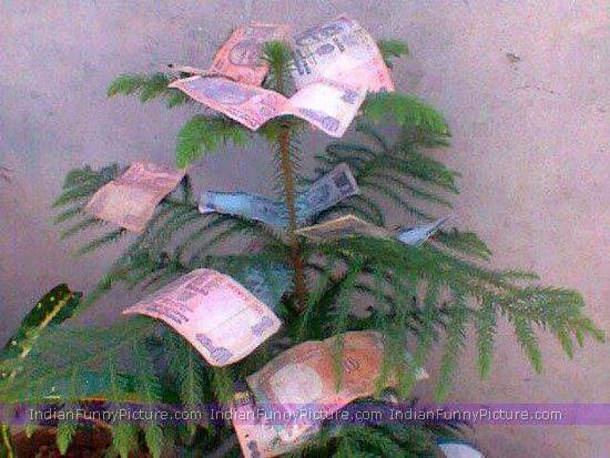 Indian Money Tree Images