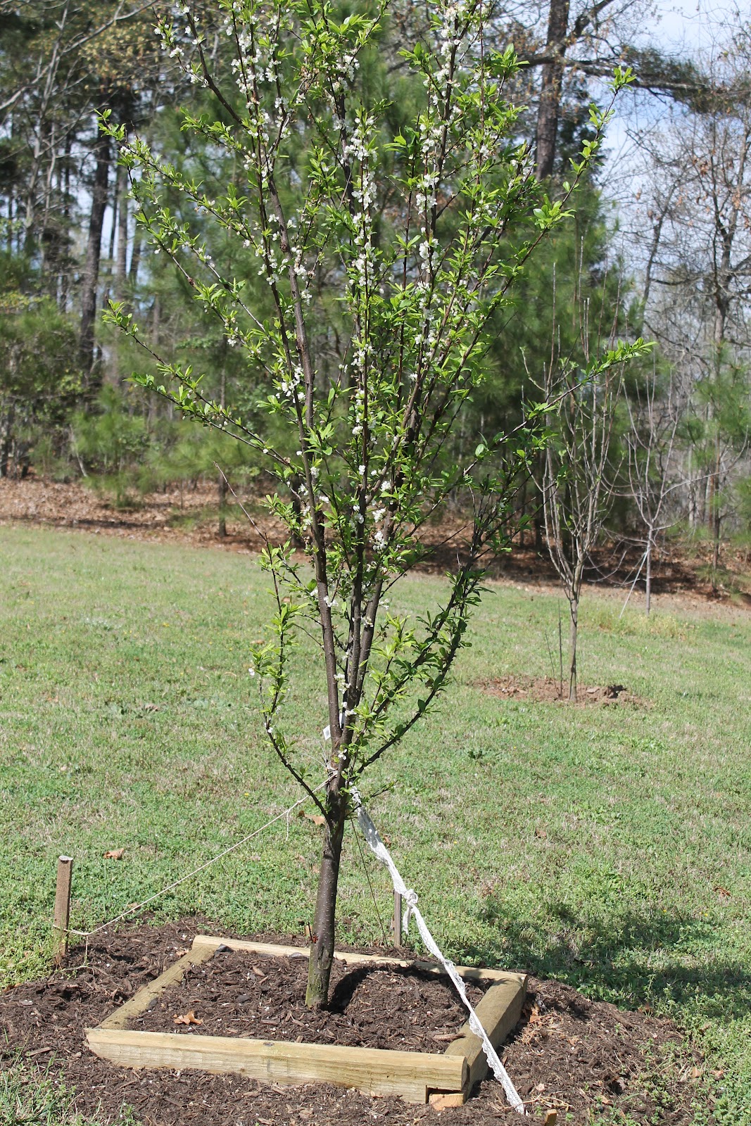 My Garden Diary: Plum tree