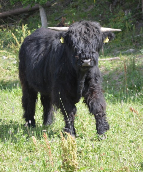 Boe's Highland Cattle: Tjurar till salu / Myytävät sonnit