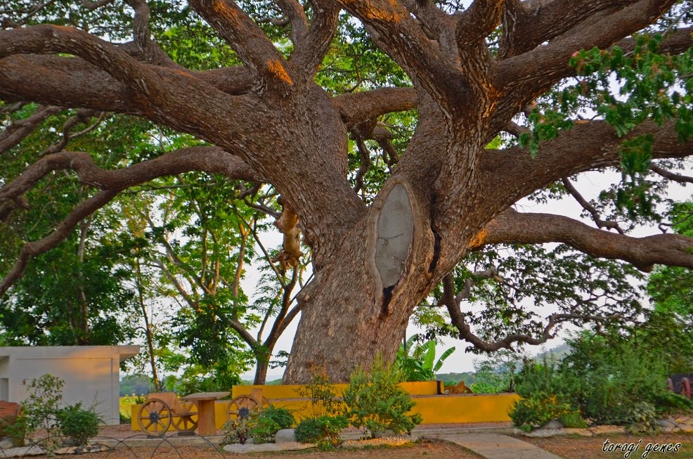 Lone Prowler: LA UNION CENTENNIAL TREE (ALSO KNOWN AS CARCARMAY ACACIA ...