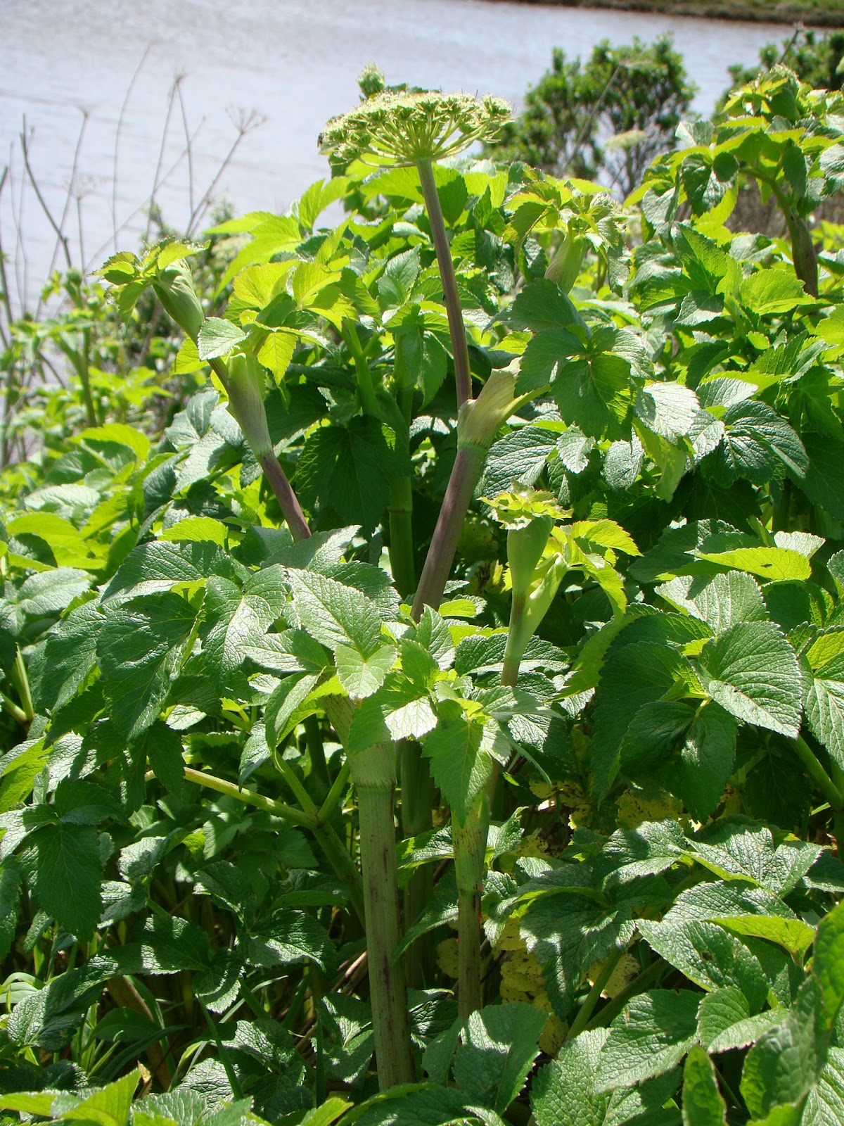 Leaves of Plants: Angelica