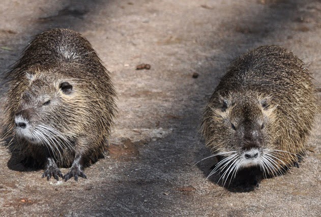 ZOOTOGRAFIANDO (6.100 ANIMALS): COIPÚ / COYPU (Myocastor coypus)