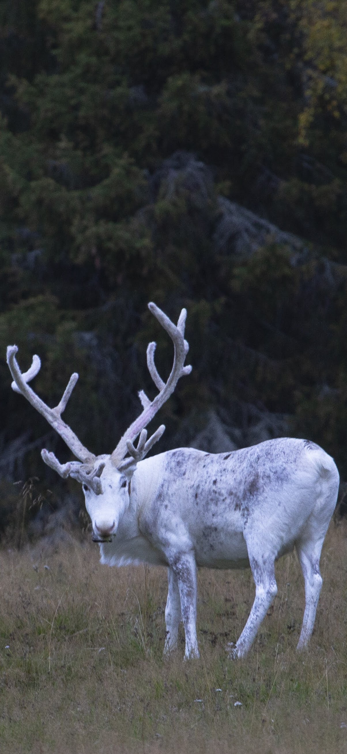 Beautiful white reindeer - About Wild Animals