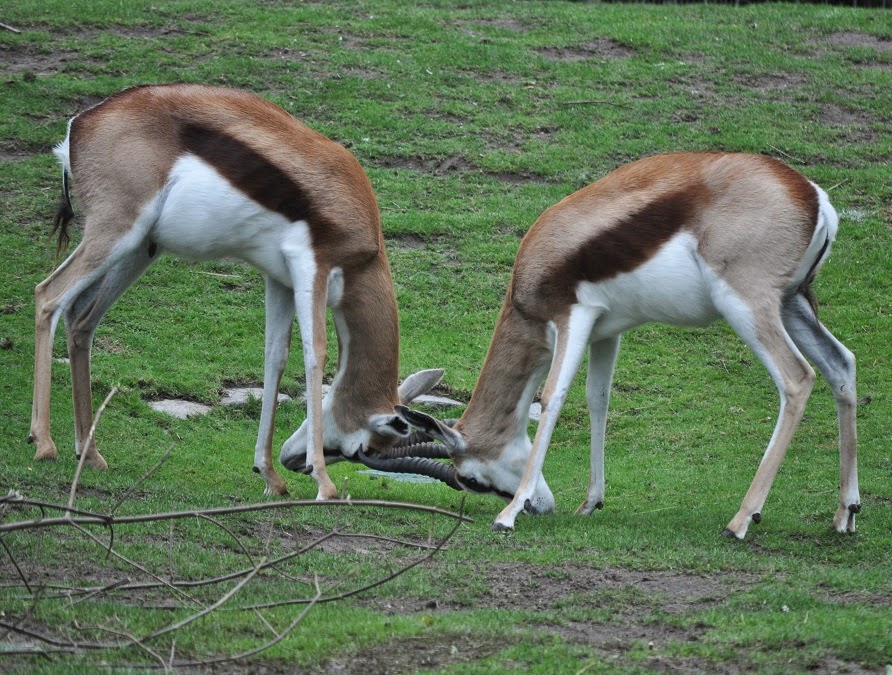 ZOOTOGRAFIANDO (6.100 ANIMALS): GACELA SALTARINA / SPRINGBOCK ...