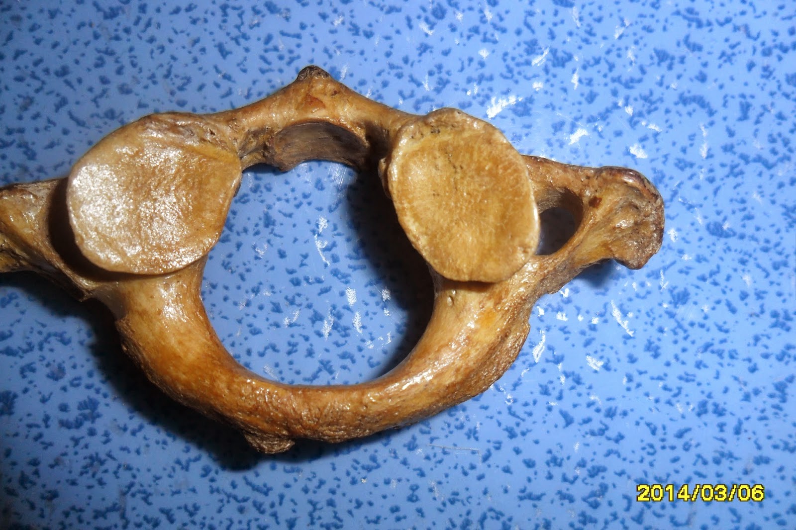 Morfofisiologia I: DORSO