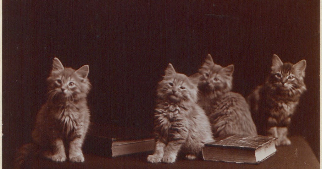 The Cats of Canada: Adorable Vintage Photos of Very, Very Cute Kittens ...
