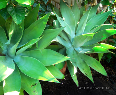 At home with Ali: Planting agave pups