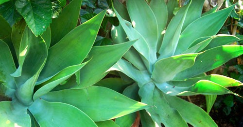 At home with Ali: Planting agave pups