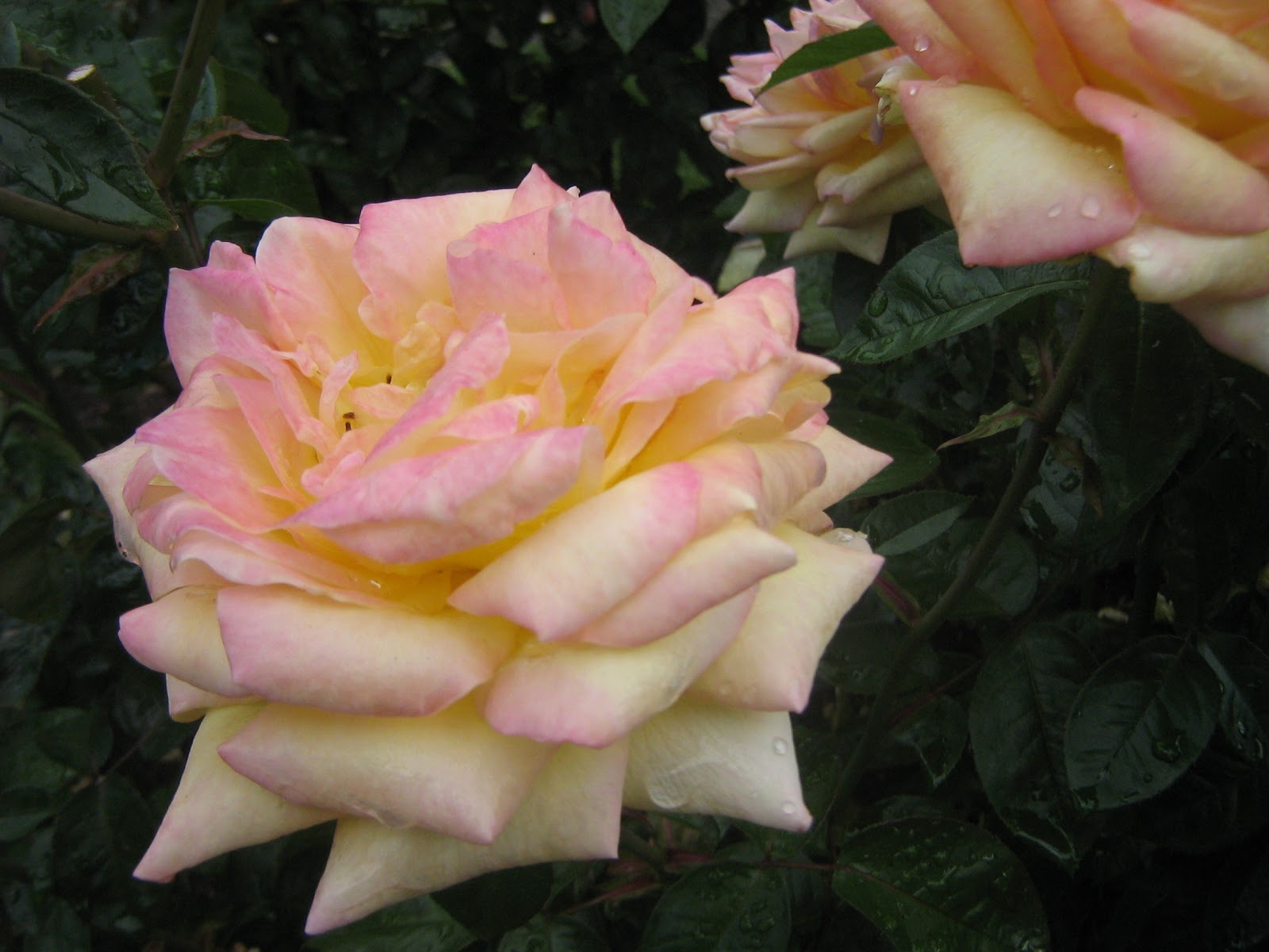 The Traveling Mandolin: Where to Go: International Rose Test Garden ...