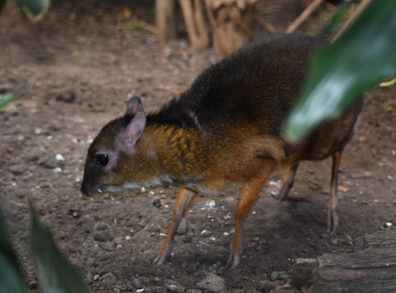 ZOOTOGRAFIANDO (6.100 ANIMALS): CIERVO RATÓN KANCHIL / LESSER ...