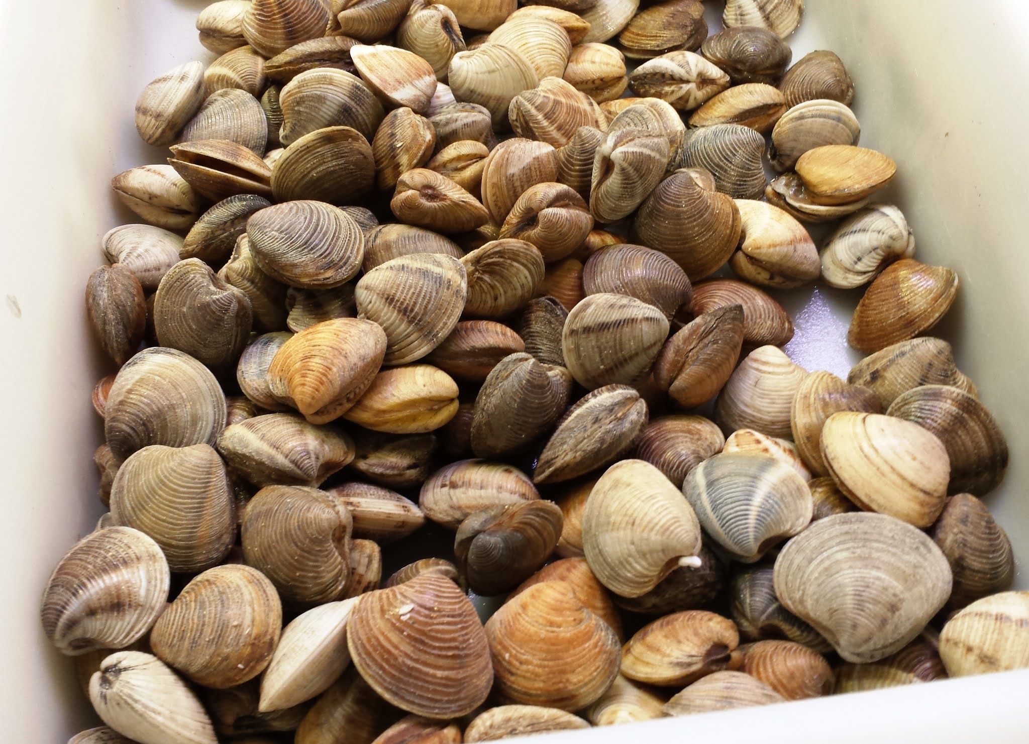 El rincón de Mundín: GULAS AL AJILLO CON CHIRLAS