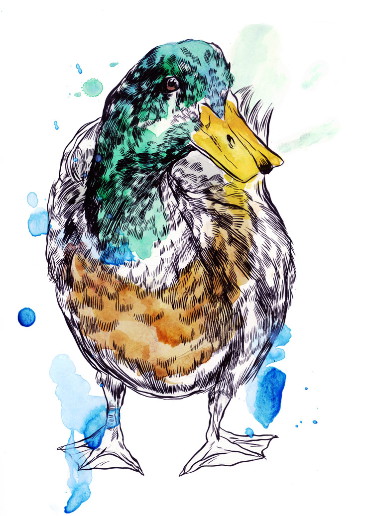 MC drawn: Duck: watercolour, brush and ink