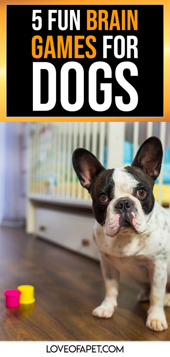 Lovely Dog 5 Fun Brain Games For Dogs Lovely Dog 5 Fun Brain Games For Dogs
