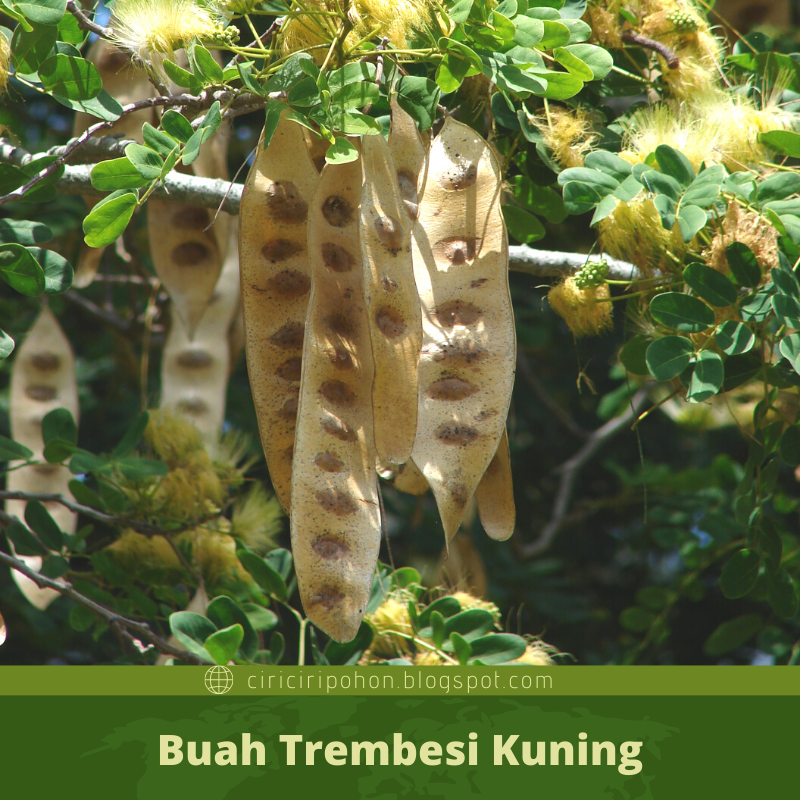 Ciri Ciri Pohon Trembesi Kuning (Albizia lebbeck) Di Alam Liar ...