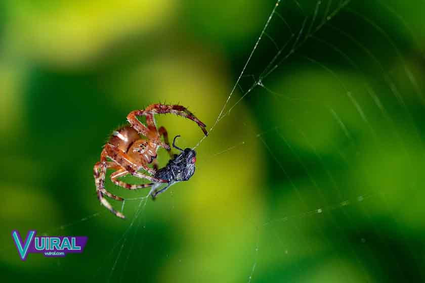 Pengertian, Ciri Ciri Dan Contoh Hewan Avertebrata/Invertebrata - Vuiral