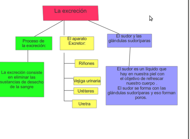 lara motocroos: Esquema de la excreción