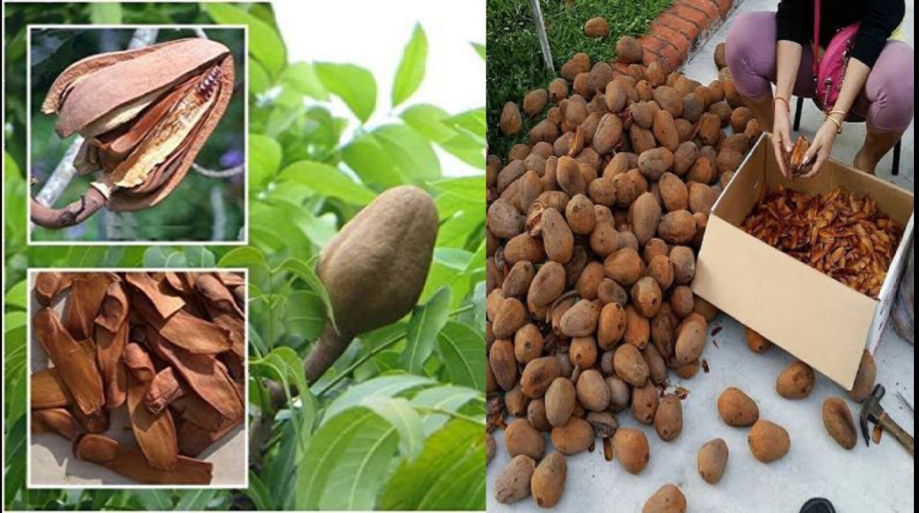 African Scented Mahogany