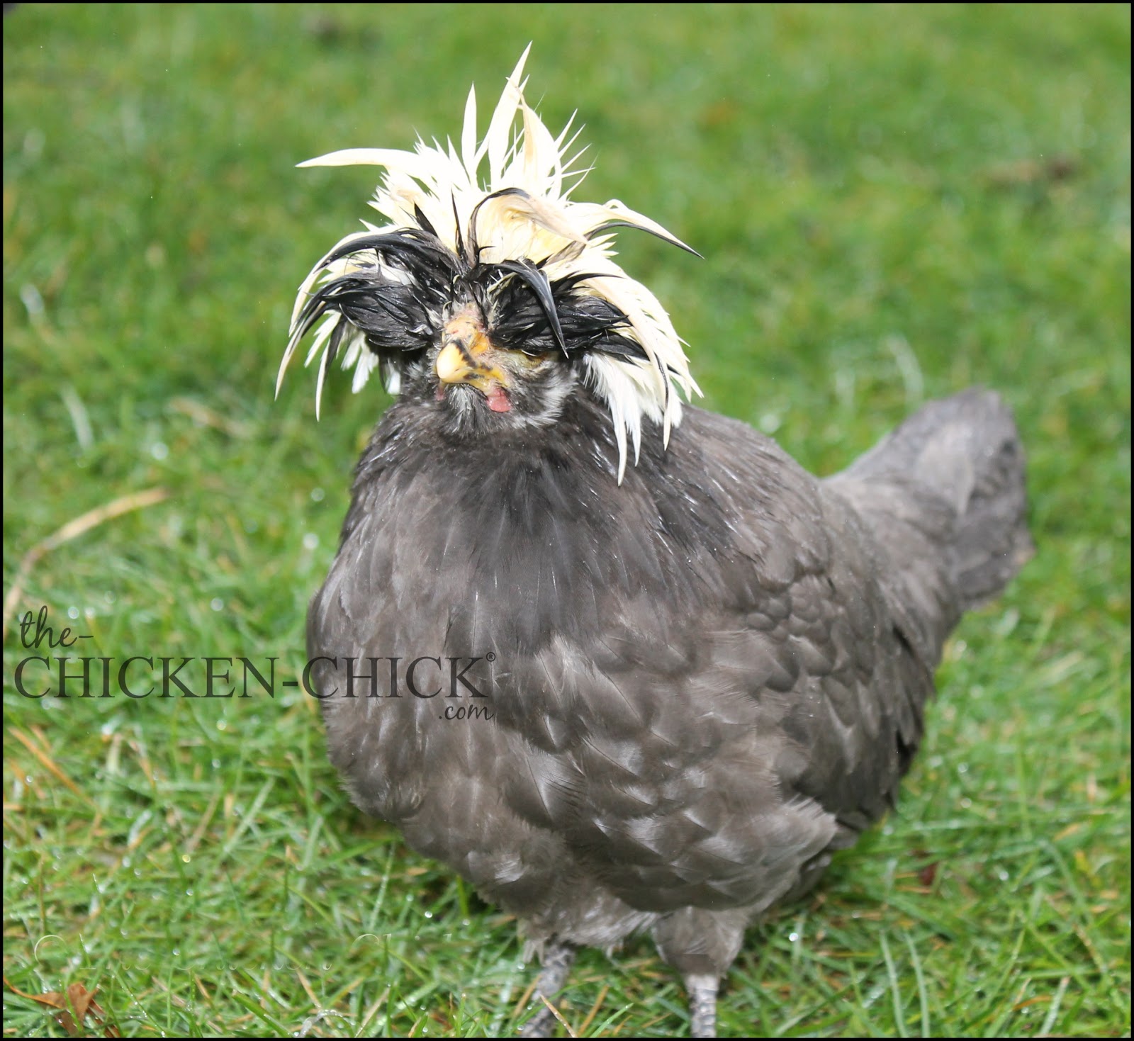 Tips For The Help Of Crested Chicken Breeds - Margaret