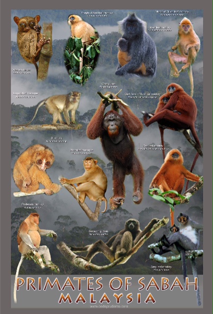 Primates of Sabah Poster can be purchased at Cede Prudente Photography.