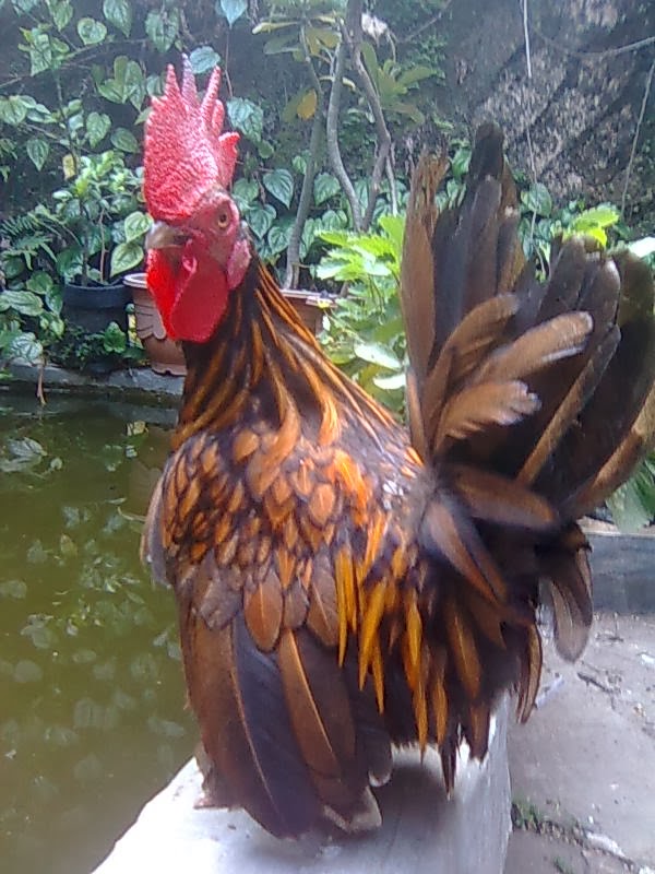Ayam Kate Asli: Jual Ayam Kate Asli