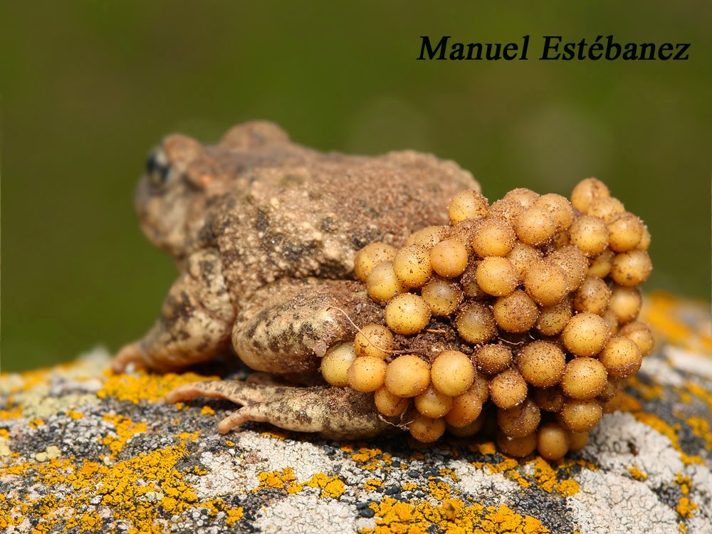 Miradas Cantábricas: Sapo partero común (Alytes obstetricans) II