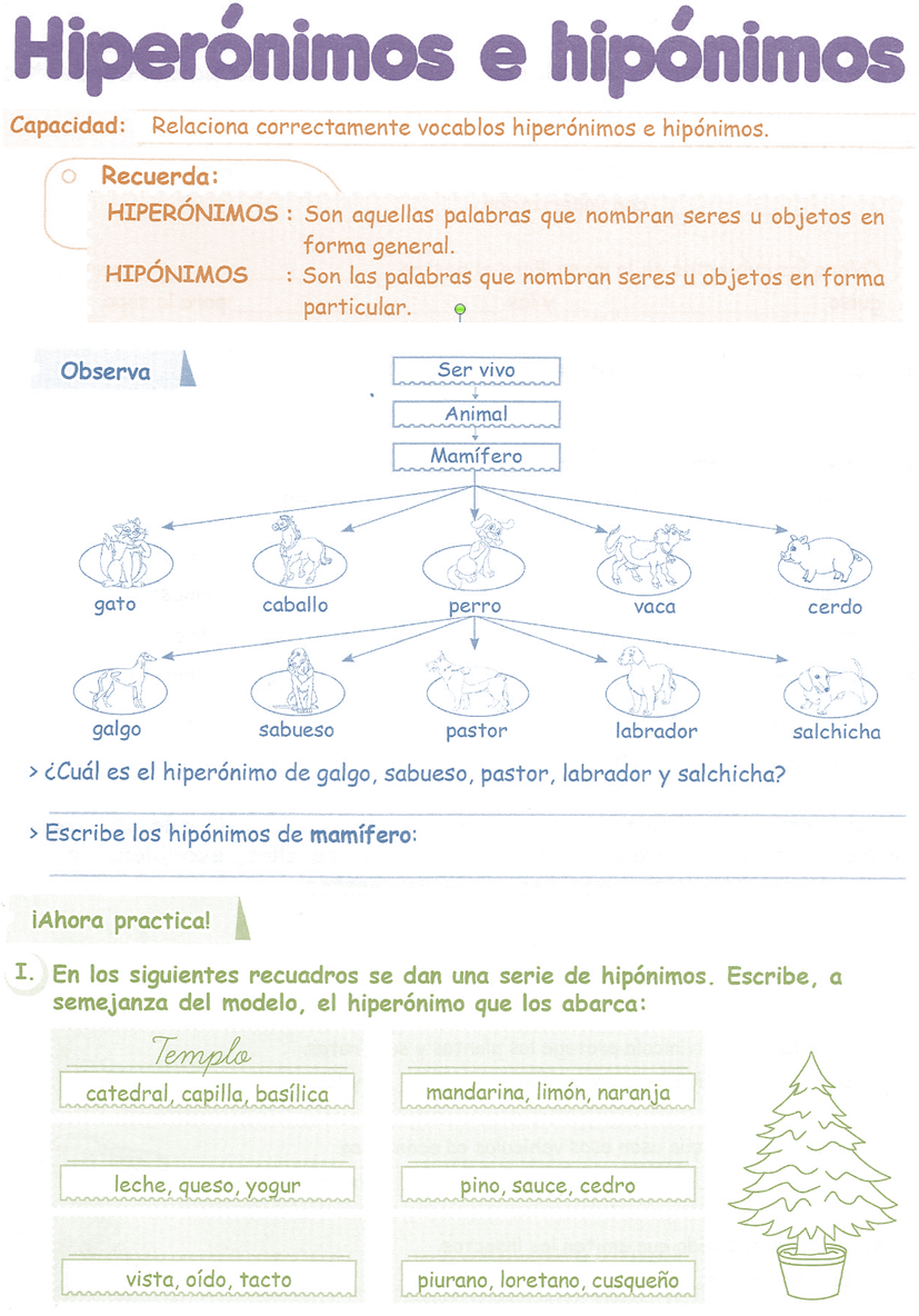 Hiperónimos e Hipónimos para niños 3° Grado Primaria | Razonamiento Verbal
