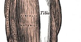 Your Pointe Shoe: The Care Of Shin Splints - Or Prevent Shin Splints By ...