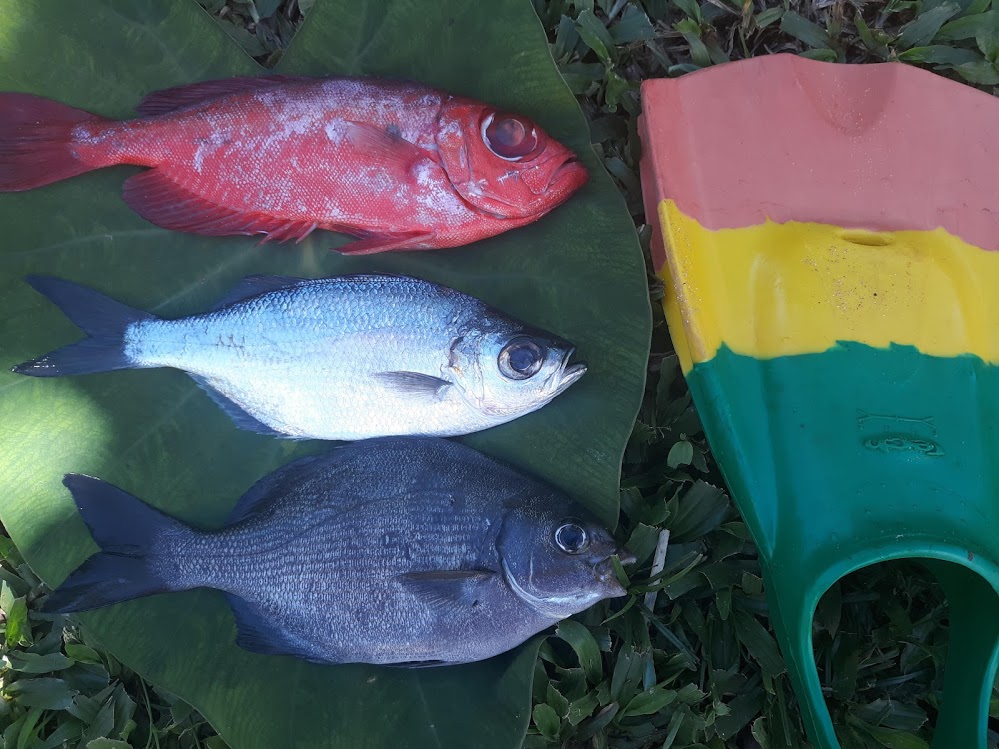 Beautiful Day in Hawaii!