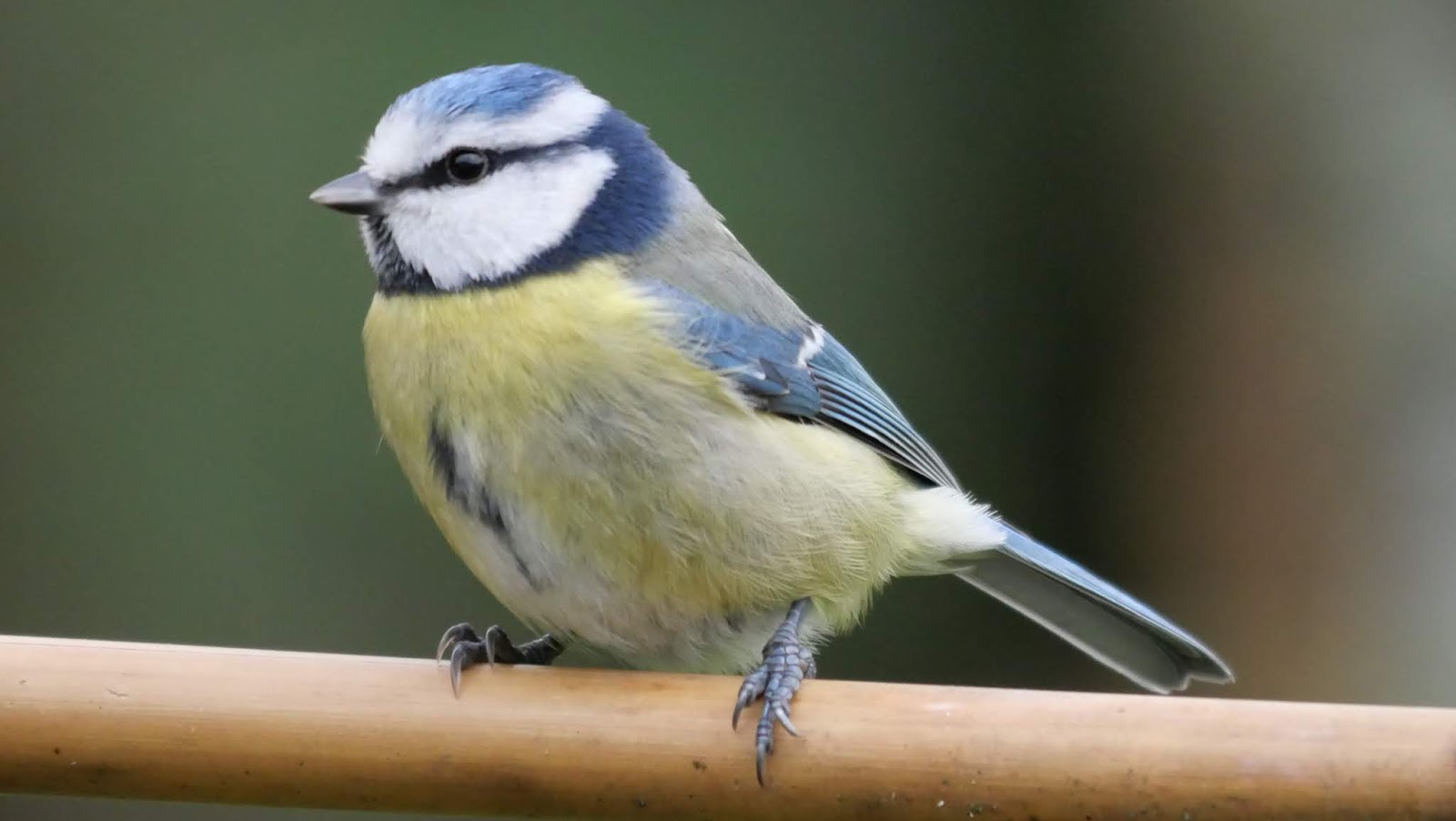 La nidification chez la mésange bleue - Le Jardin de l'Oiseau Bleu