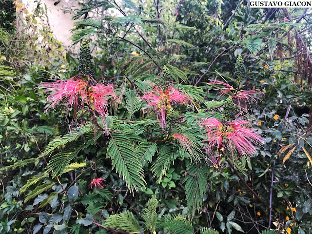 Viveiro Ciprest - Plantas Nativas e Exóticas: Caliandra Candelabro ou ...