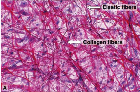SEL DAN JARINGAN epitel ikat penunjang otot saraf pada hewan lengkap ...