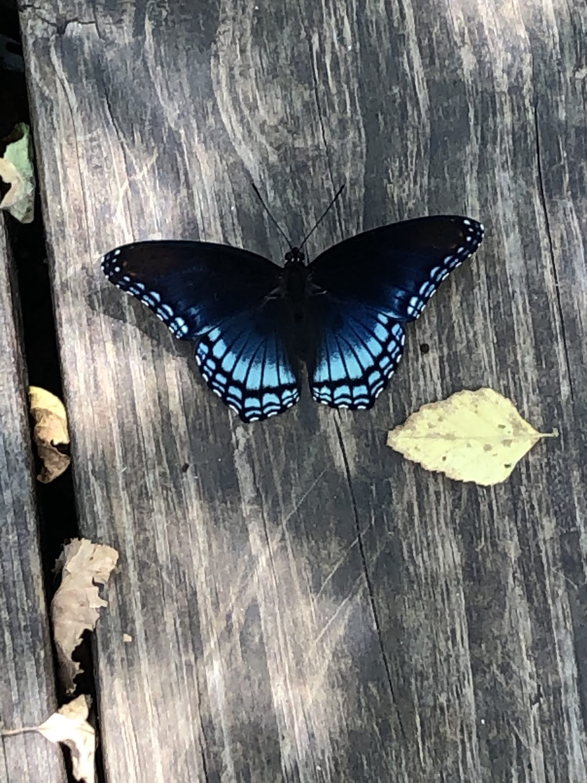SunnySide Photography: Red-spotted purple butterfly, Limenitis arthemis ...