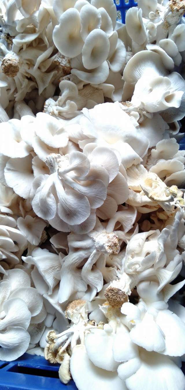 Cendawan Tiram Putih