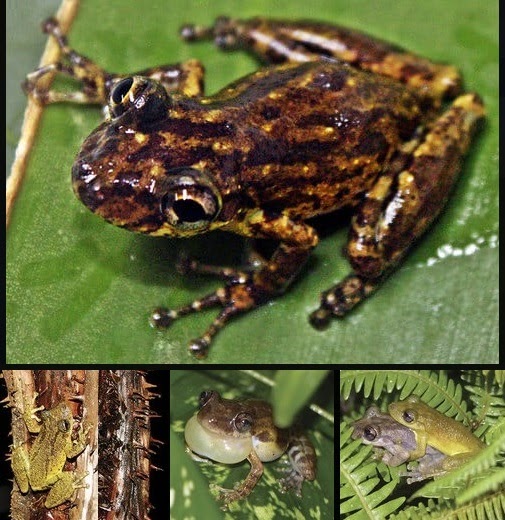 Species New to Science: [Herpetology • 2021] Scinax tropicalia • A New ...