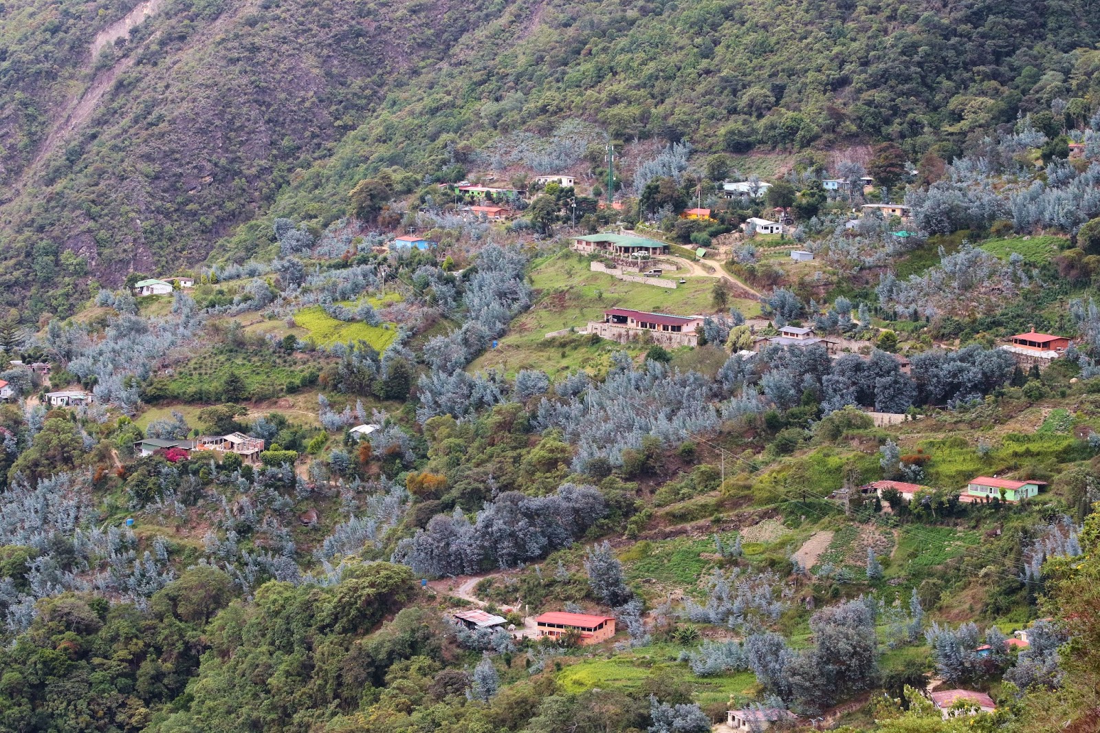 Nuestro bello mundo...: Paseando por El Galipan, Enero 2015, Walking at ...