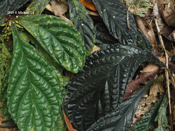 The rainforests of Borneo & Southeast Asia: Inter-monsoon season ...