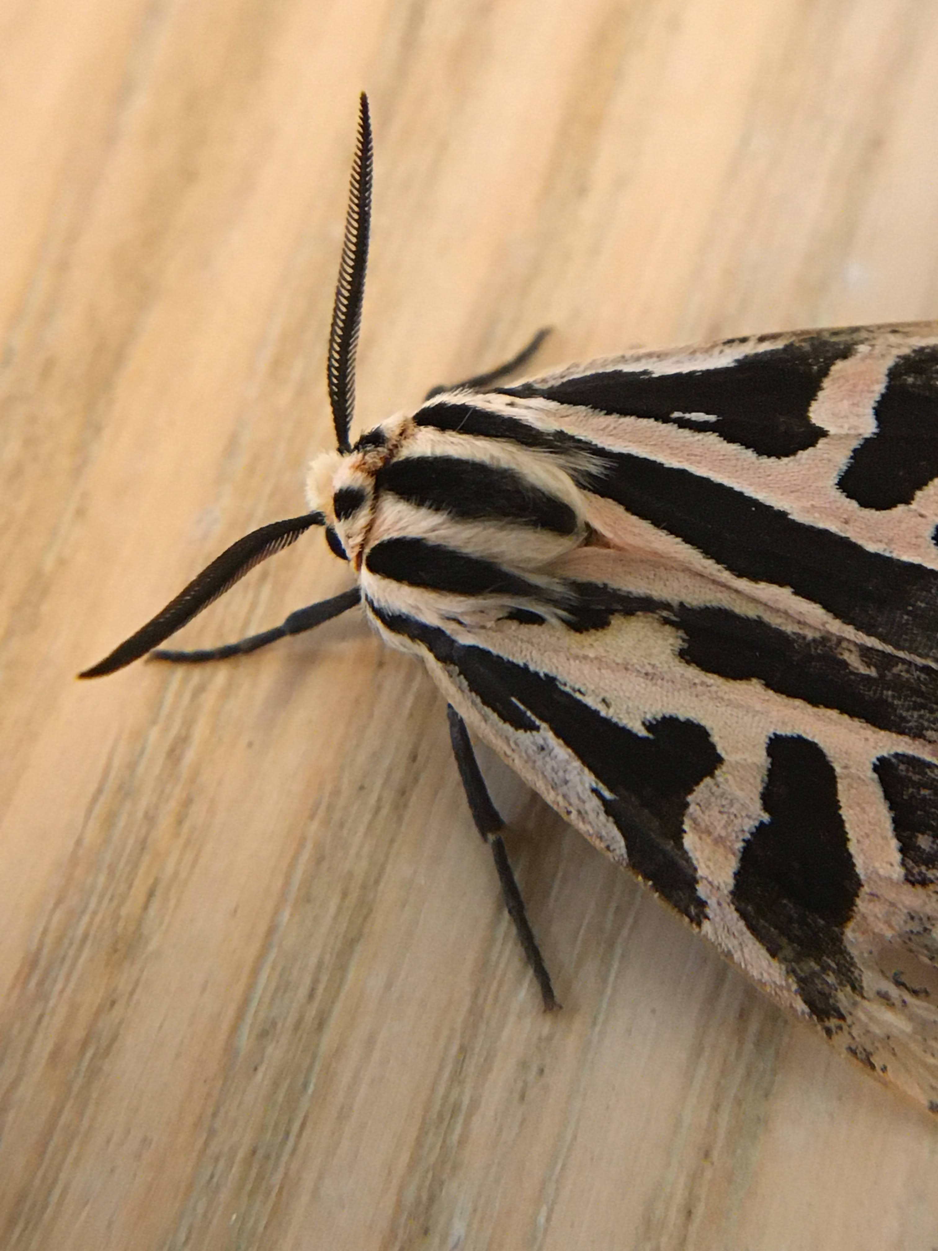 The Monkey Buddha: Black & White Furry Moth