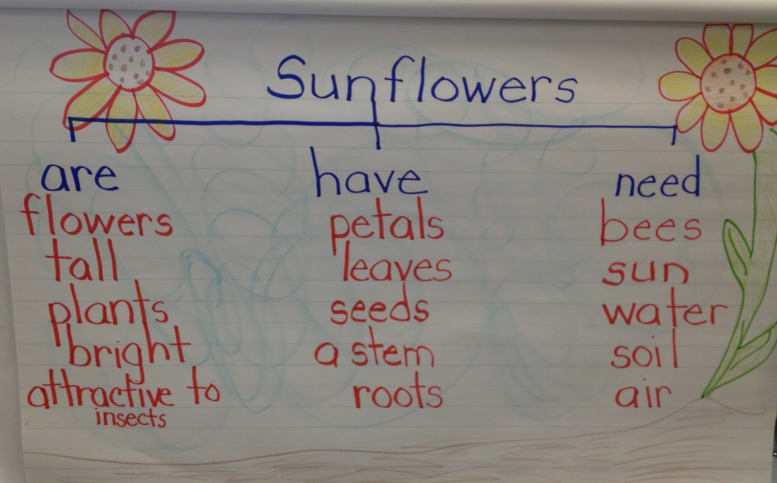My First Grade Backpack: Planting Sunflowers!