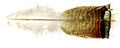 Sacred Circle Mandalas: February 2011