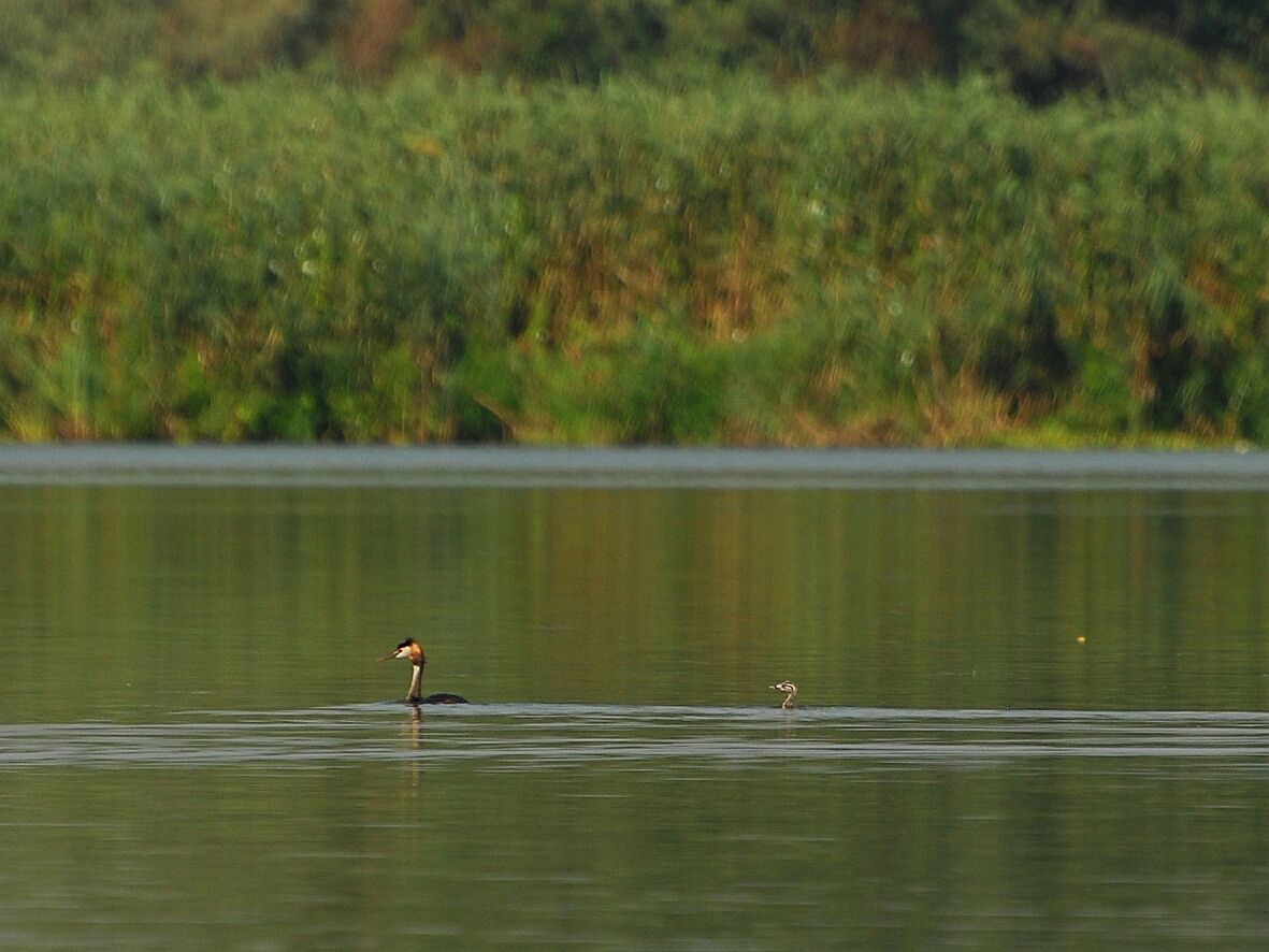 Delta Dunarii: Pasarile