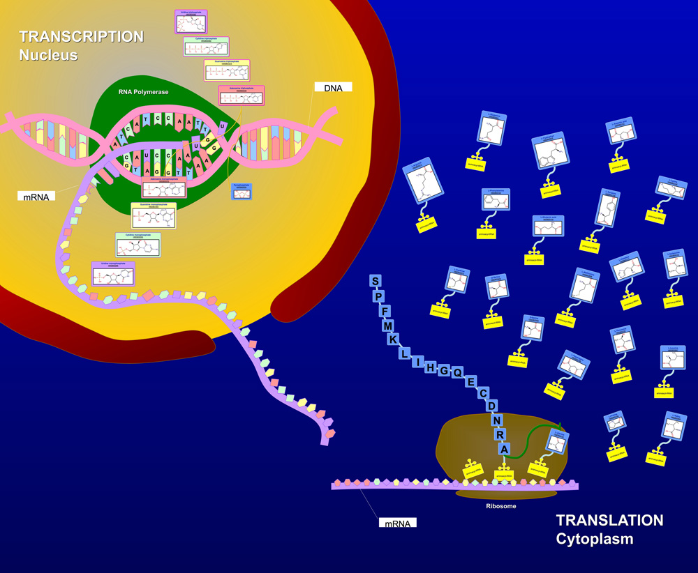 Mrs. Stein's 8th Period STS Biology: -Protein Synthesis Activity- (Nov ...