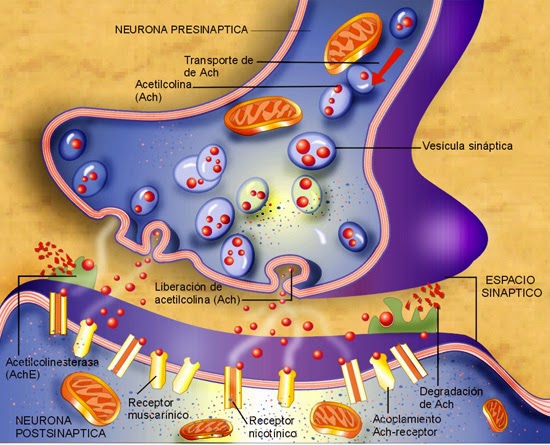 abc anatomía: ¿Qué es y cómo funciona la conexión entre motoneuronas y ...