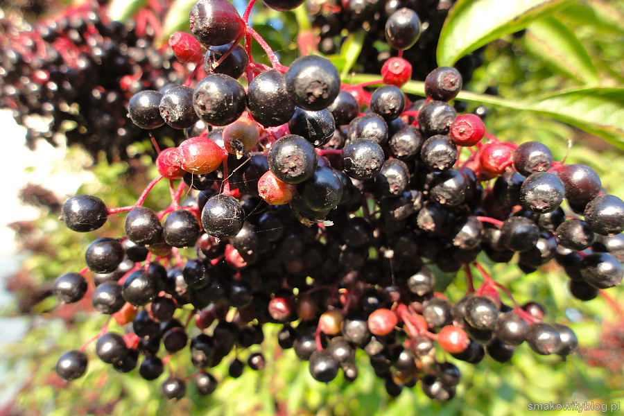 Czarny bez - Smakowity blog