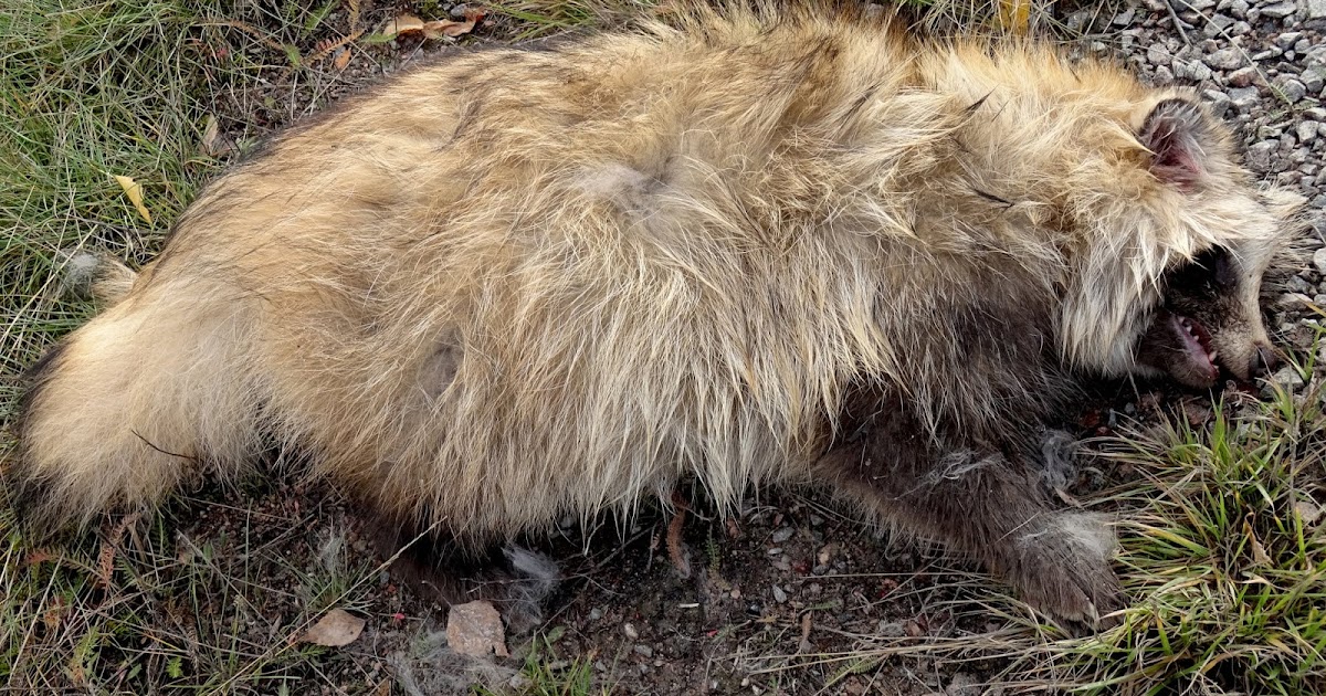 Annen jutut: SUPIKOIRA (Nyctereutes procyonoides)