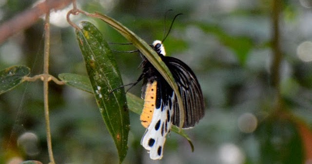 The Forested Path (and Beyond): BUTTERFLIES of RAUB: The White-headed ...