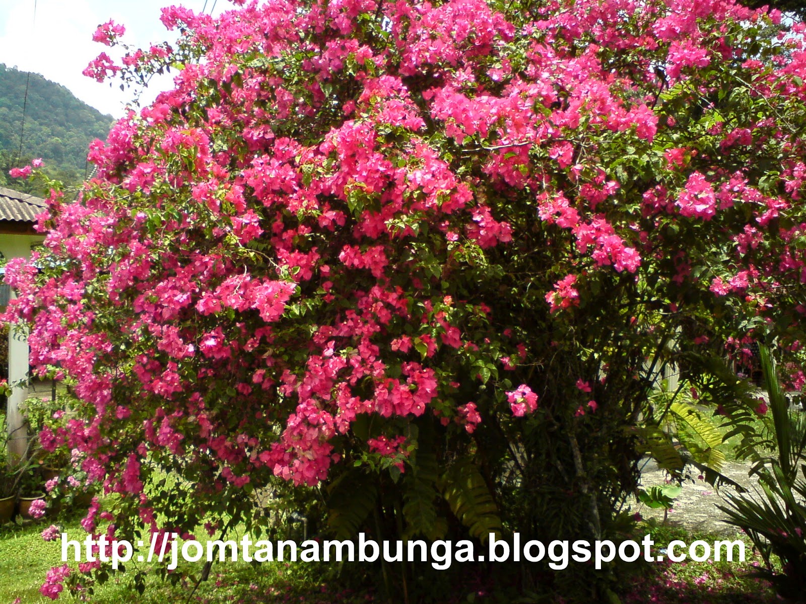 JENIS-JENIS BUNGA: Tips Tanam & Jaga Bunga Kertas (Bougainvillea)