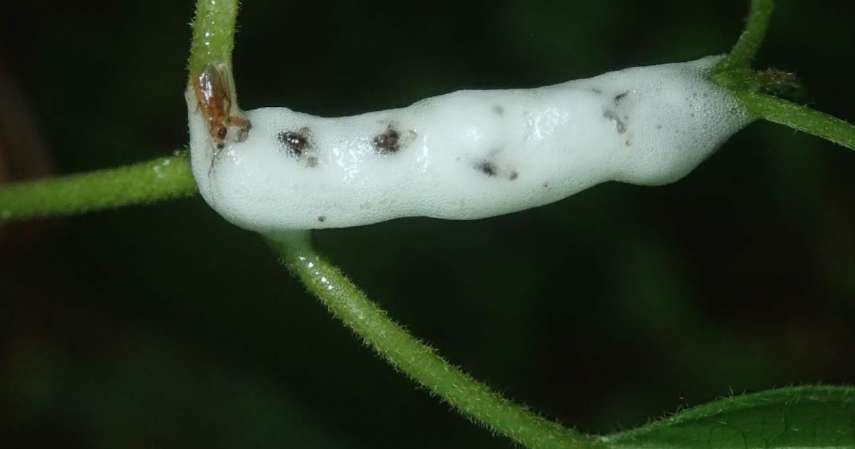 Springfield Plateau: Dogwood Spittlebug