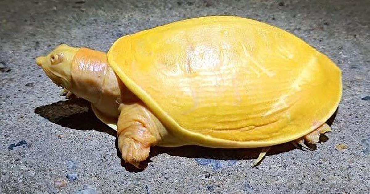 Tortuga albina amarilla descubierta en India