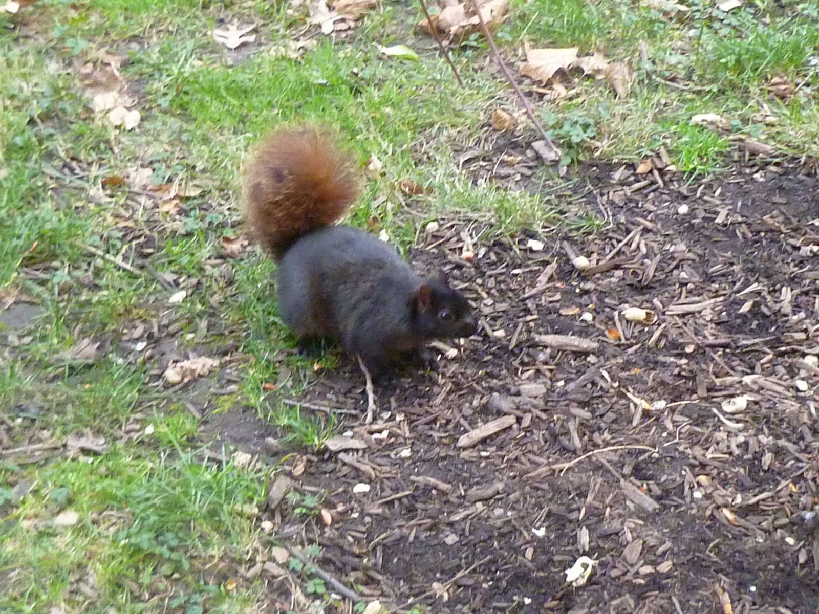 The New York Squirrel: Shell Shocked Squirrels