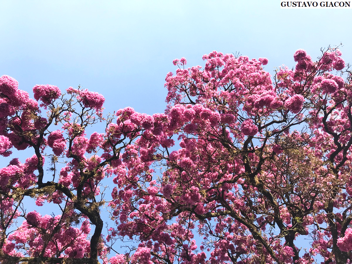 Viveiro Ciprest - Plantas Nativas e Exóticas: Ipê Roxo da Mata ...